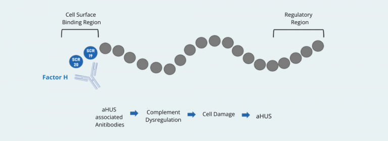 Anti–Factor H Antibodies ELISA: A Key Diagnostic Tool in aHUS